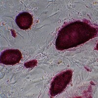 Fluorescent Mouse ES/iPS Cell Characterization Kit | SCR077